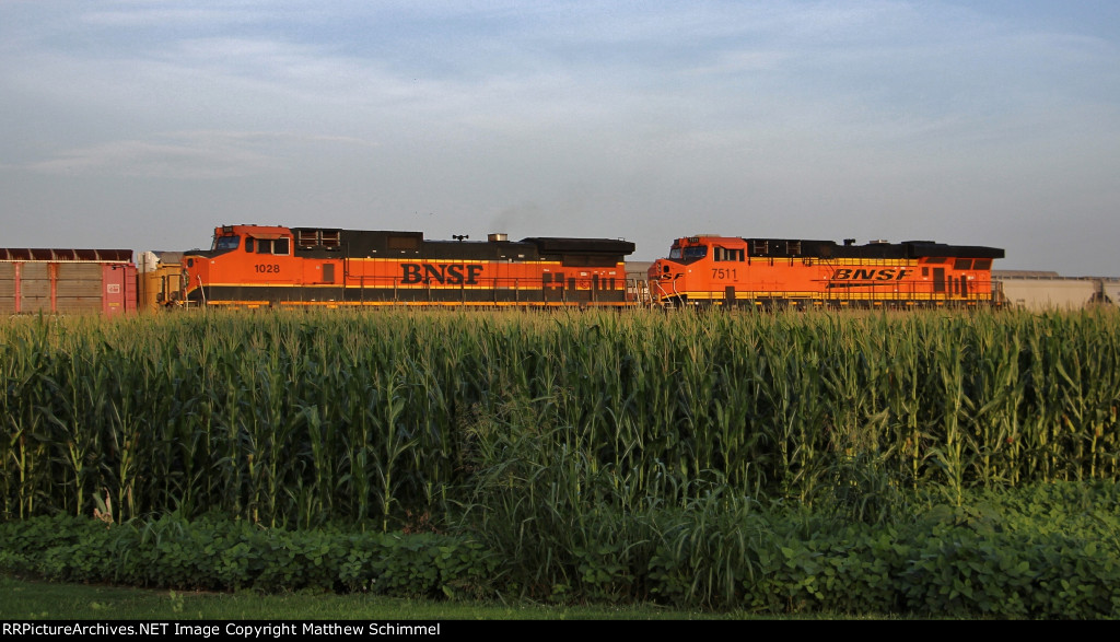 Hidden Above%The Corn